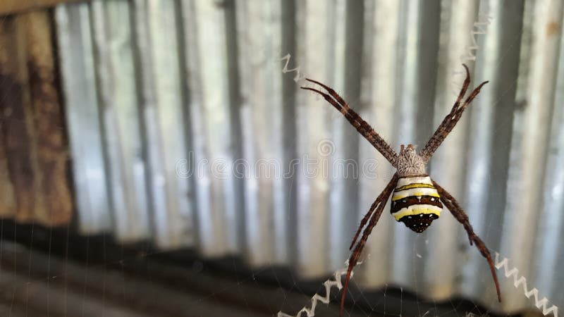 Spider working stock photo. Image of color, spider, animal - 111684086