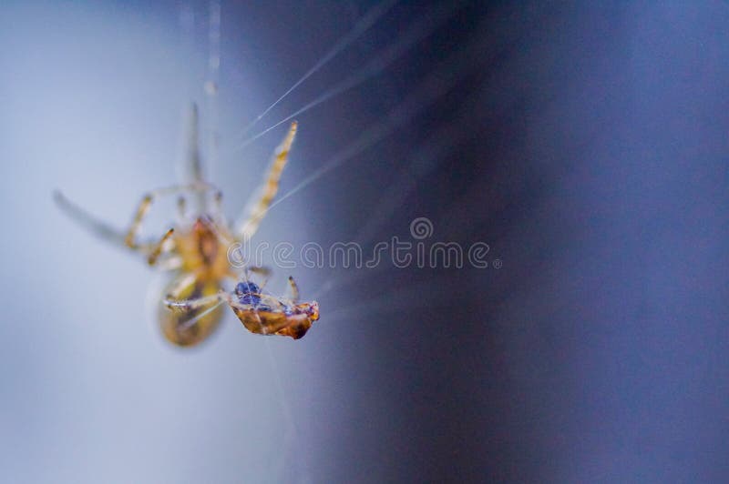 Spider working on her web stock photo. Image of cobweb - 21577926