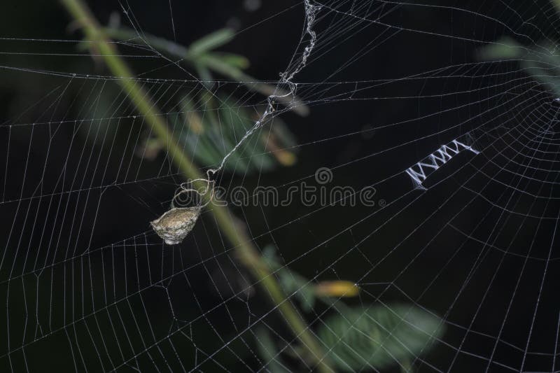 Spider Woven Sac Hanging on the Cobweb Stock Photo - Image of laglaizei ...