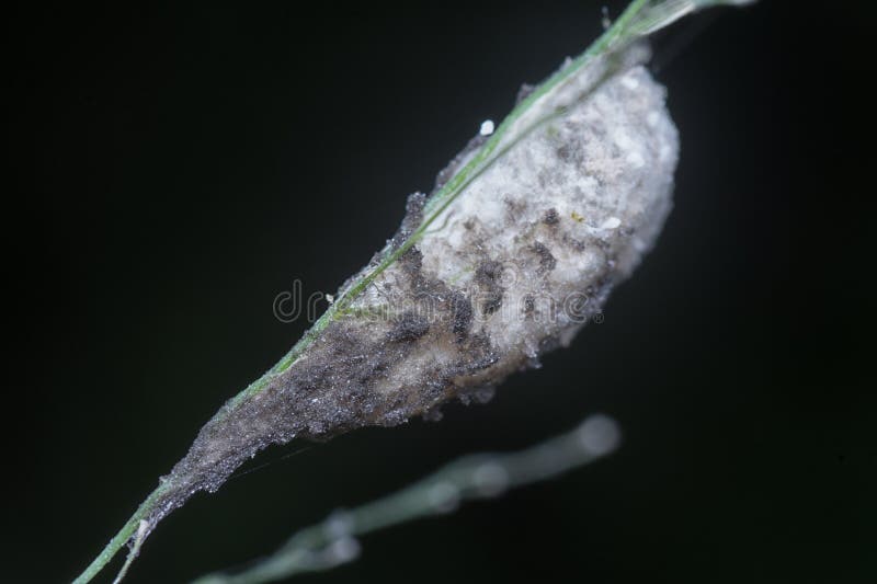 Spider Woven Sac Hanging on the Cobweb Stock Image - Image of insect ...
