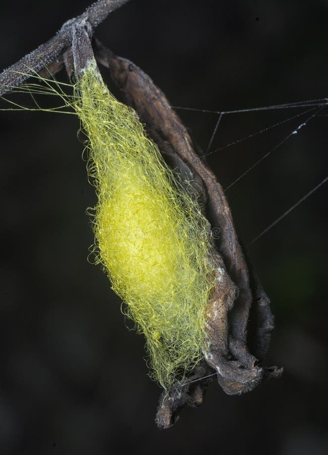 Spider Woven Sac Hanging on the Cobweb Stock Image - Image of wildlife ...