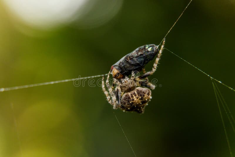 Spider and Prey stock image. Image of wildlife, nature - 101863915