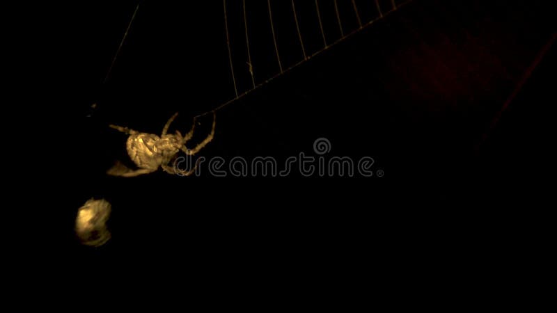 A Spider Wrapping a Fly in His Web Stock Footage - Video of fear ...