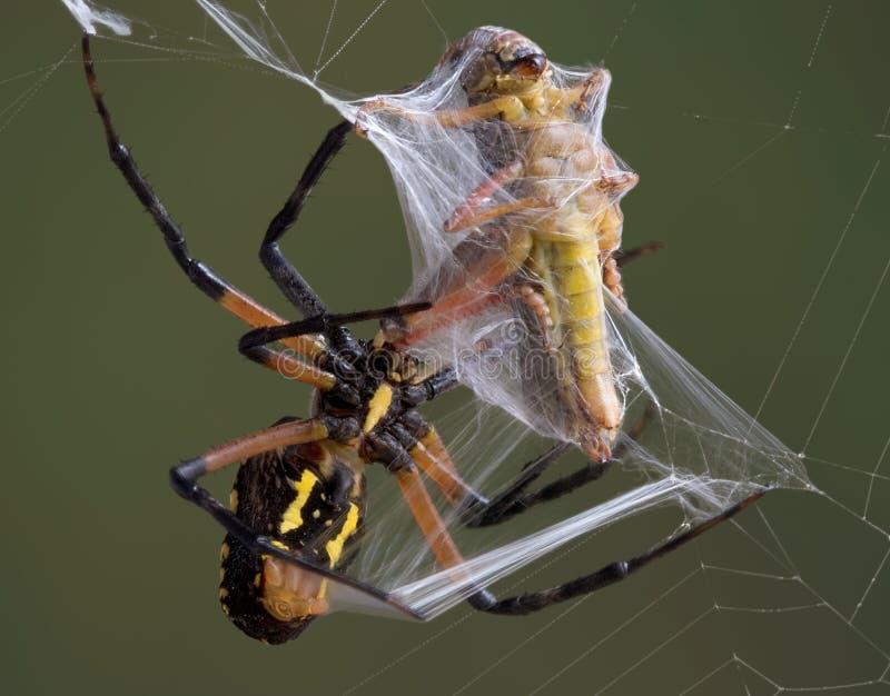 Spider wrapping hopper stock photo. Image of fang, invertebrate - 10858976