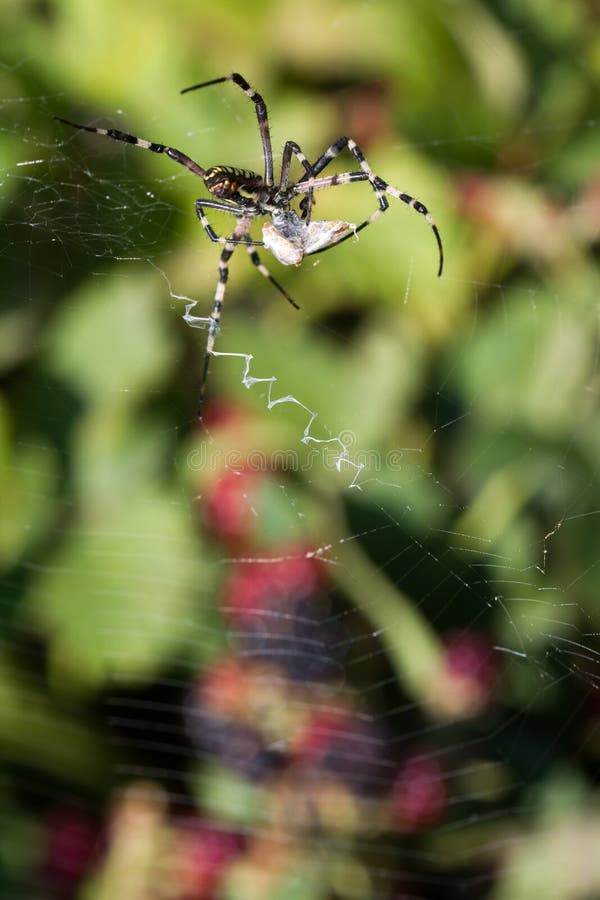 Spider wrapping hopper stock image. Image of pets, animals - 39546227