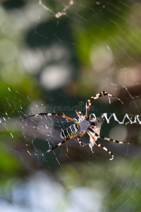 Spider wrapping hopper stock photo. Image of morning - 39546308