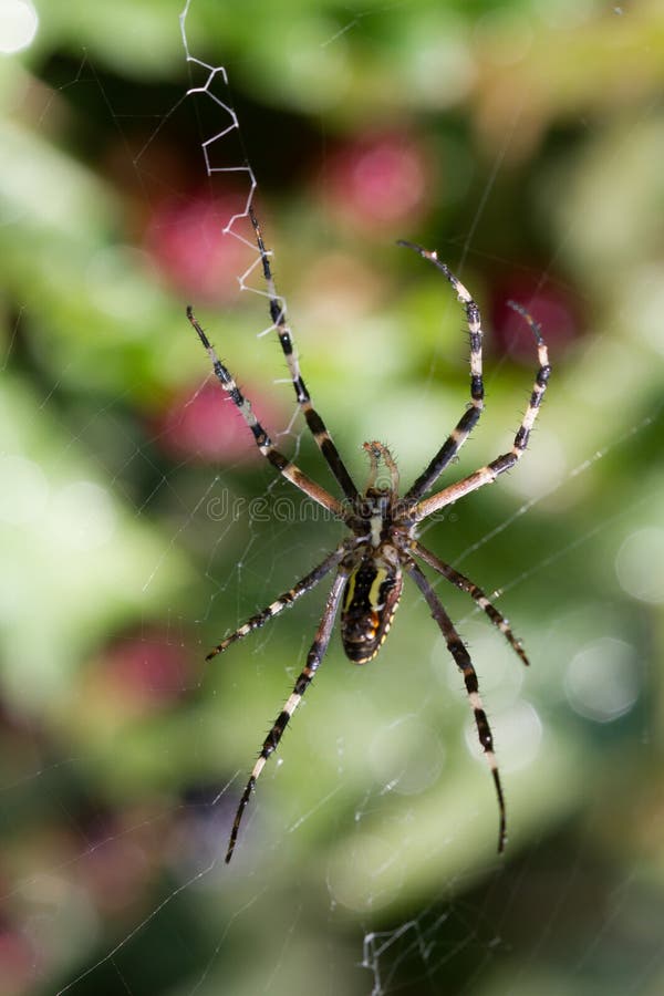 Spider wrapping hopper stock photo. Image of arachnophobia - 39548852