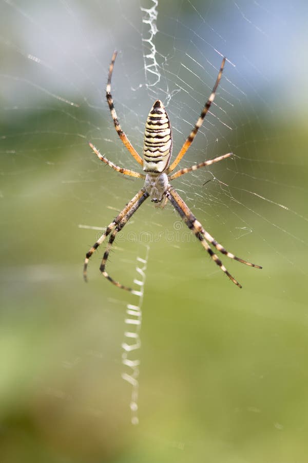 Spider wrapping hopper stock photo. Image of people, drop - 39548854