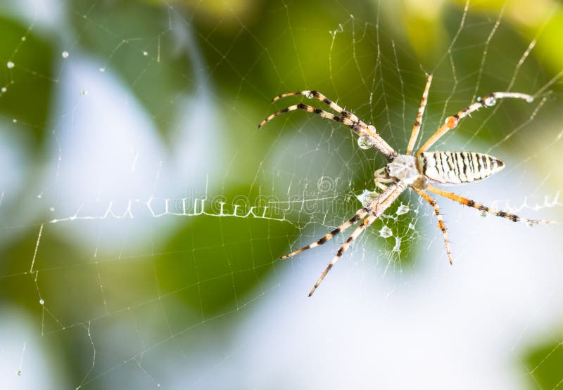 Spider wrapping hopper stock image. Image of catching - 39548865