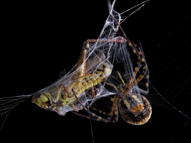 Spider wrapping hopper stock photo. Image of fang, invertebrate - 10858976