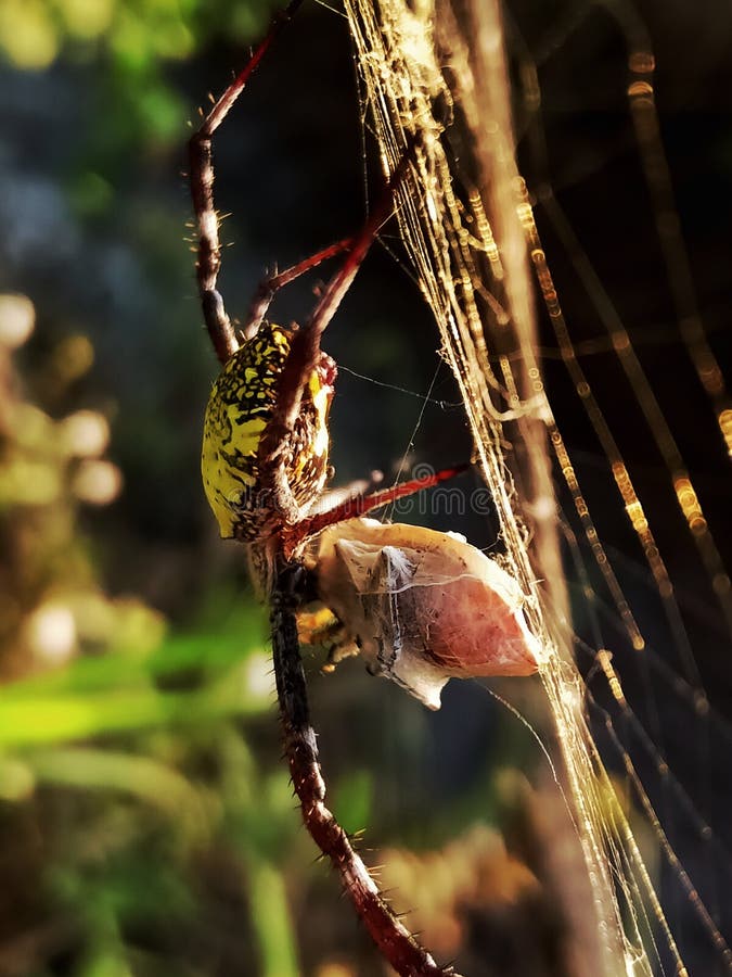 The Spider is Wrapping Its Prey Stock Image - Image of yellow, flower ...