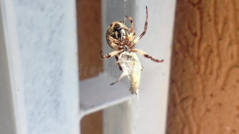 Spider Wrapping its Prey stock video. Video of arachnid - 78740731
