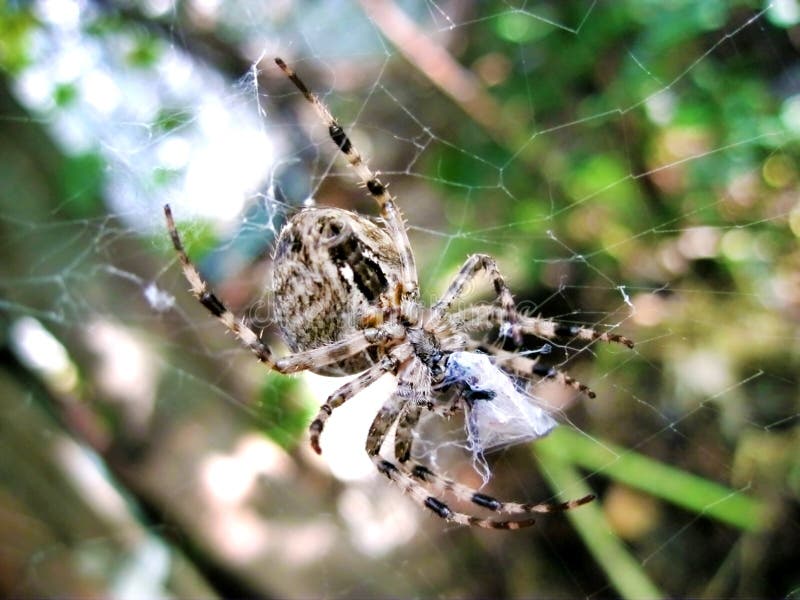 Spider Wrapping Its Prey in Silk on the Web Stock Photo - Image of ...