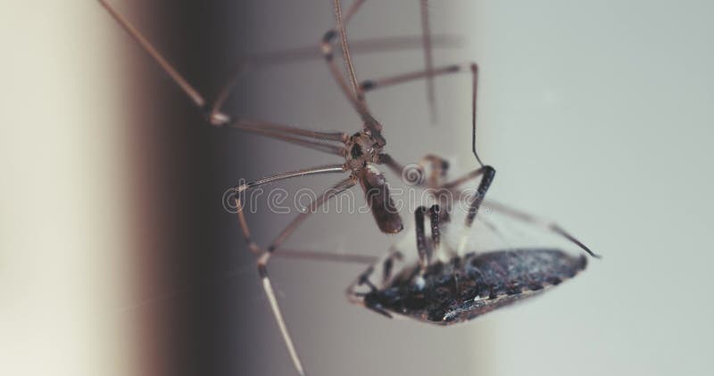 Spider wrapping prey stock footage. Video of prey, closeup - 257332192