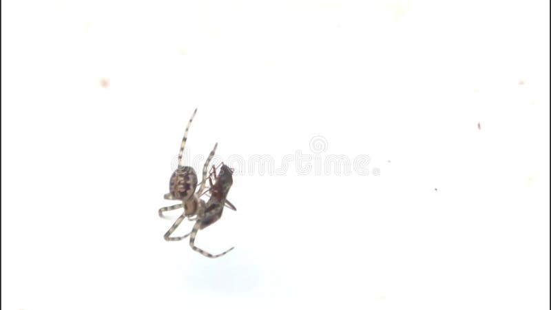 Spider hunting stock video. Video of insect, prey, stinkbug - 280506609