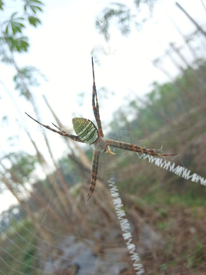 Spider x stock image. Image of insects, natural, animal - 163631013