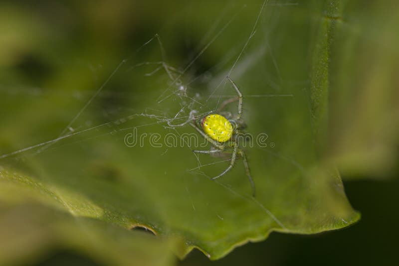 Spider with Yellow Back on the Spider Web Stock Image - Image of ...