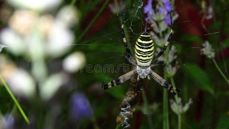 A Spider with Yellow-black Stripes on Its Web in a Flower Garden. Stock ...