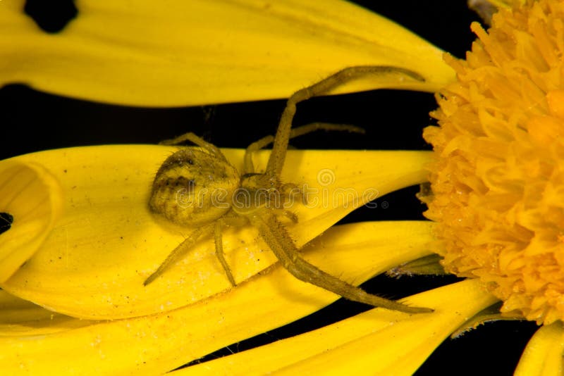 Spider on yellow flower stock photo. Image of animal - 21052236
