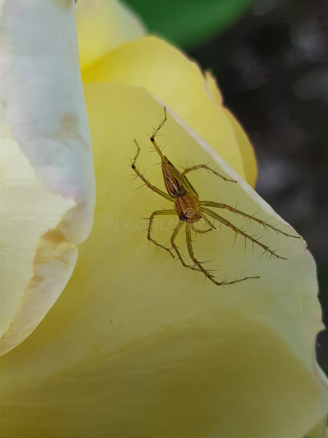 Spider in yellow flower stock image. Image of hiding - 114322571