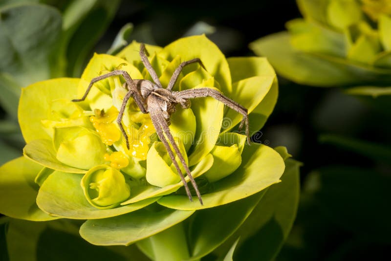 Spider on yellow flower stock photo. Image of insect - 91705210