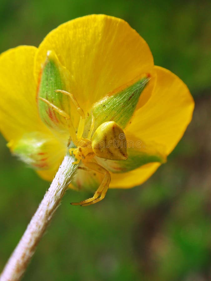 Spider in yellow flower stock photo. Image of animal - 79595812