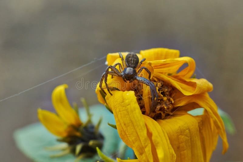 Spider on yellow flower. stock image. Image of animals - 46545581