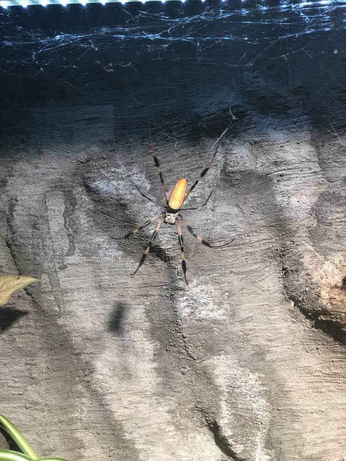 Spider stock photo. Image of beautiful, spider, yellow - 126048090