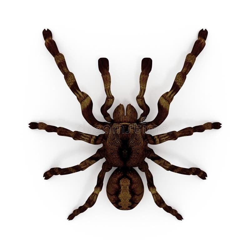 Big cartoon spider stock vector. Illustration of cobweb - 14753661