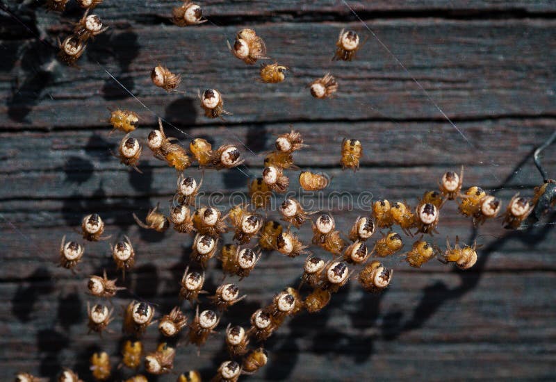 Spiderlings Just Hatched on a Web Stock Photo - Image of creepy, lots ...