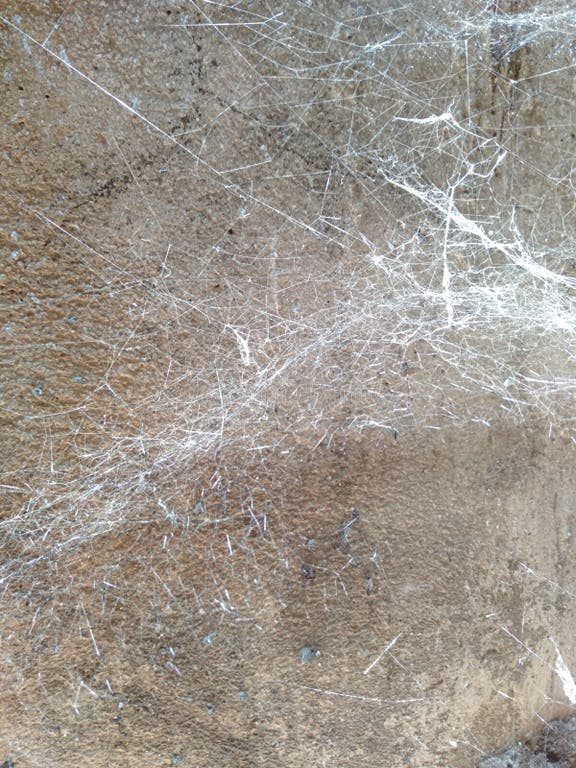 Spidernet texture stock image. Image of spidernet, spidertexture ...