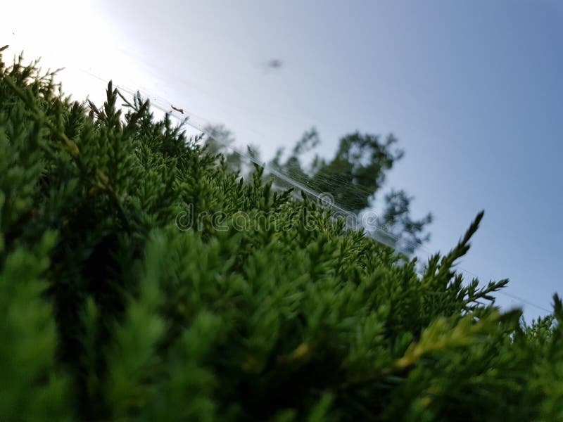 Spider stock image. Image of three, spiders, spider, spidernet - 99313313