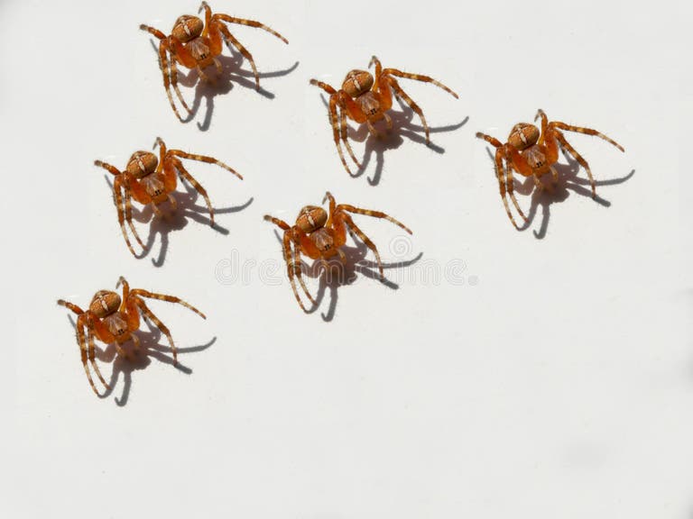 Spiders stock photo. Image of army, white, wild, spiders - 22466426