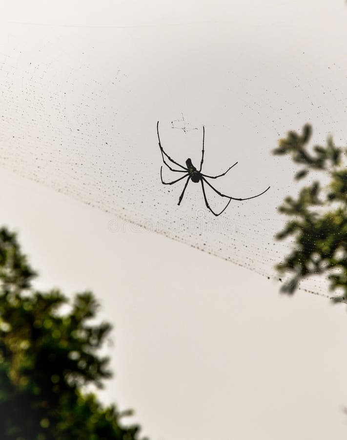 Spiders, Bali, Indonesia stock photo. Image of spiders - 75169772