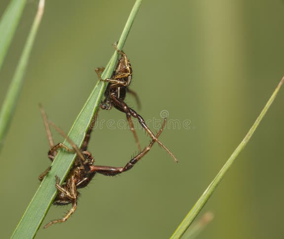 Spiders Battle on Grass Blade Stock Image - Image of animal ...