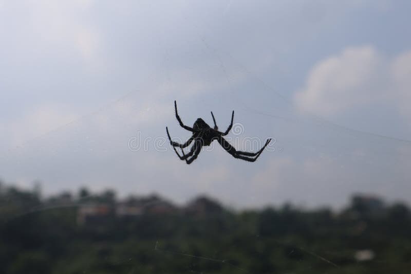 Spiders are building stock image. Image of wind, wing - 276597151
