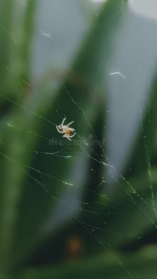 Spiders Caught on Camera Making Spider Webs Stock Photo - Image of ...