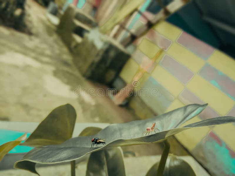 Spiders chasing flies stock photo. Image of chasing - 271324516