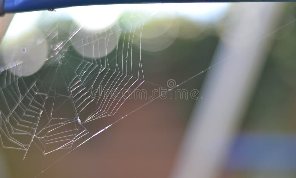 Spiders cob web stock image. Image of outdoors, predator - 39848209