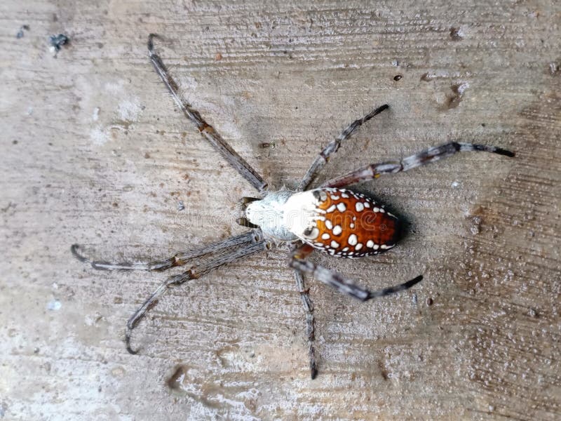 Spiders on concrete walls stock image. Image of beetle - 207688683