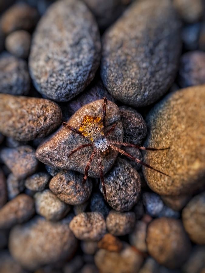 Spiders Crawling on Rocks, Stalking Their Prey while Looking for ...