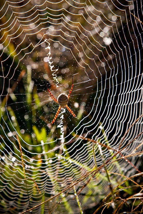 Spiders Den stock photo. Image of circle, nature, blade - 18064276