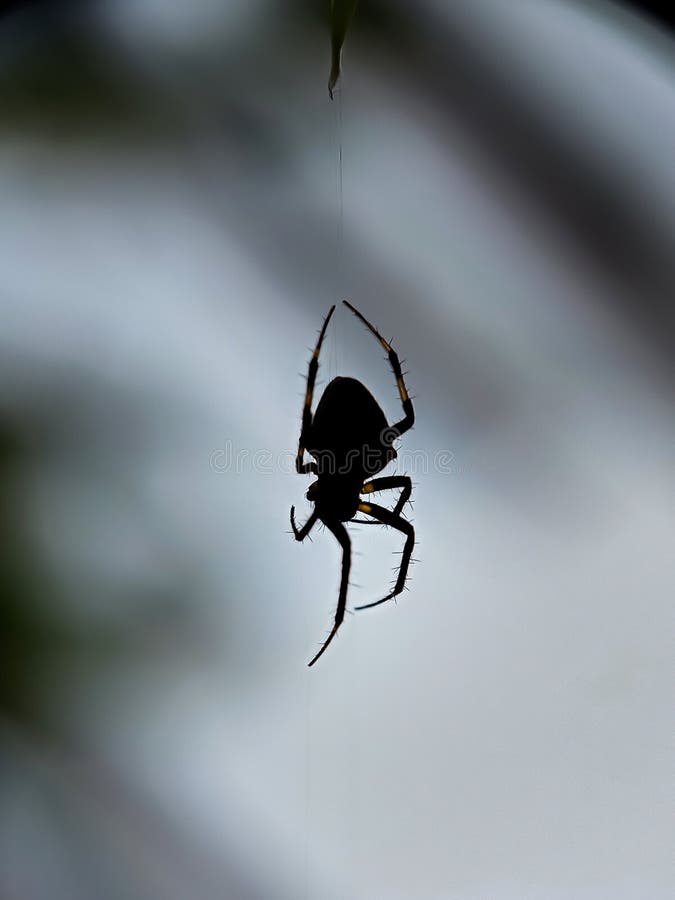 Spiders depend on darkness stock image. Image of animal - 153198071