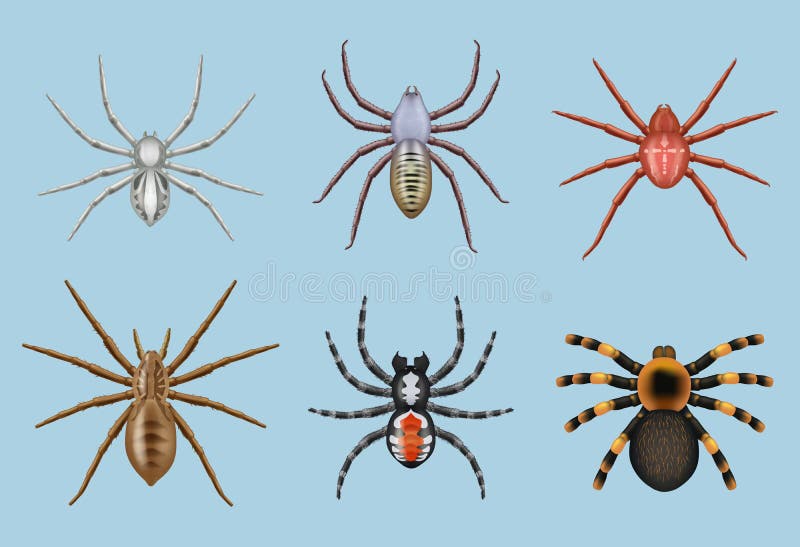Spiders. Different Toxic Insects Decent Vector Realistic Top View ...