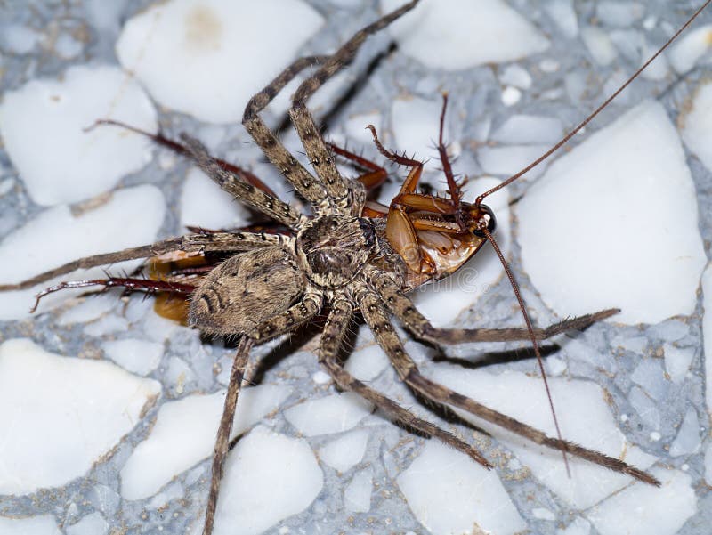 Spiders are Eating Cockroaches Stock Photo - Image of arachnid, insect ...