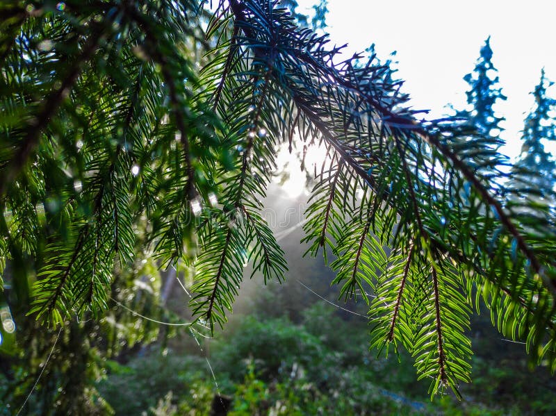 Spiders, they are Everywhere Stock Image - Image of shrub, forest ...