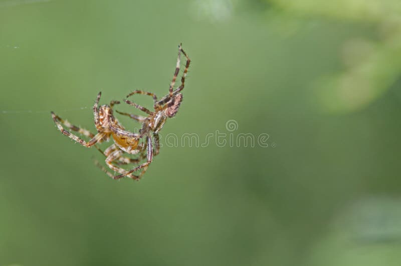 Spiders fighting stock image. Image of eight, death, phobia - 6396465