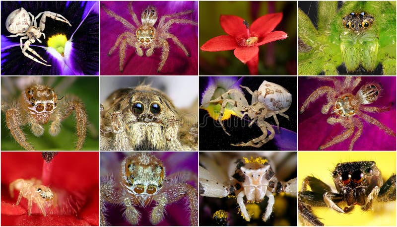 Spiders on flowers stock image. Image of bodied, arthropod - 161513307