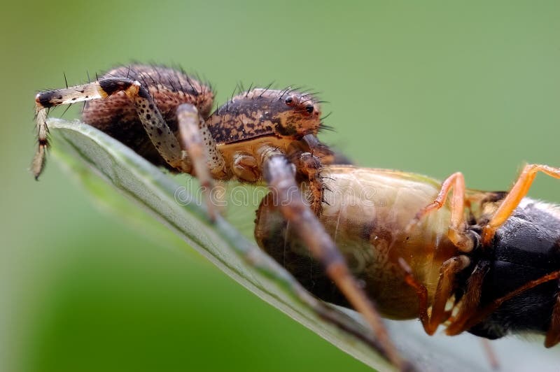 Spiders food stock photo. Image of food, animal, wildlife - 29066656