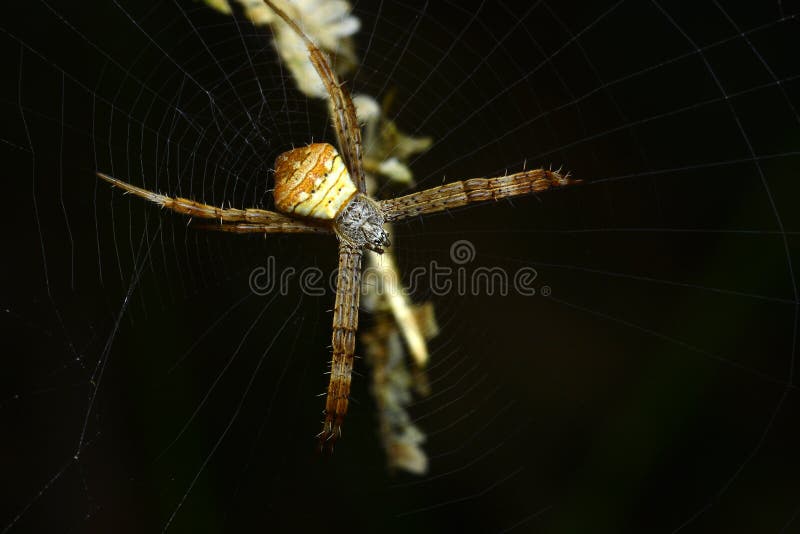 Spiders in the Forest Natural Background Stock Image - Image of nature ...
